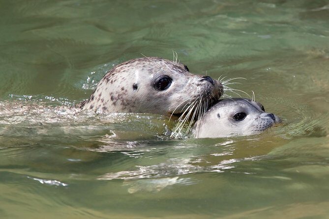 Snorkel, Kayak, and Seal Adventure: Vancouver Boat Tour - Final Thoughts