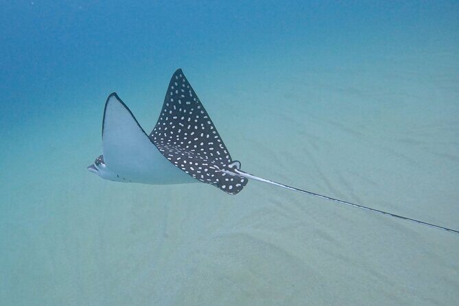 Snorkel Privately in Cabo San Lucas - Final Thoughts: Who is This Tour Perfect For?