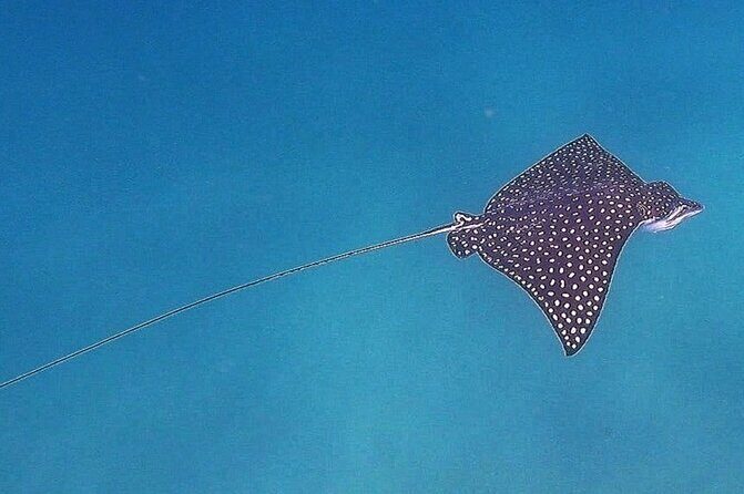 Snorkel Privately in Cabo San Lucas - FAQs