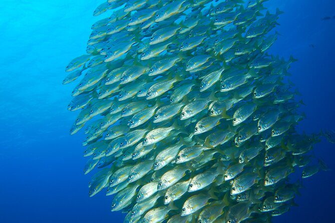 Snorkel Rental 24h, discover Tenerifes Ocean on your own! - Practical Details & Tips