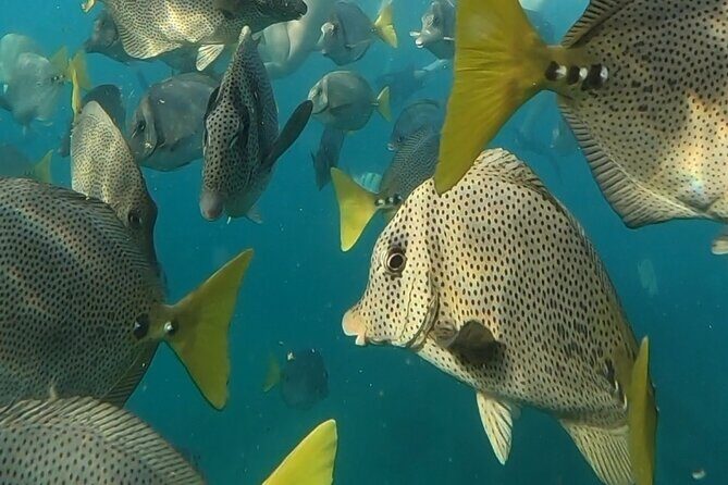 Snorkel & Sunset Sail in Cabo San Lucas - Final Words