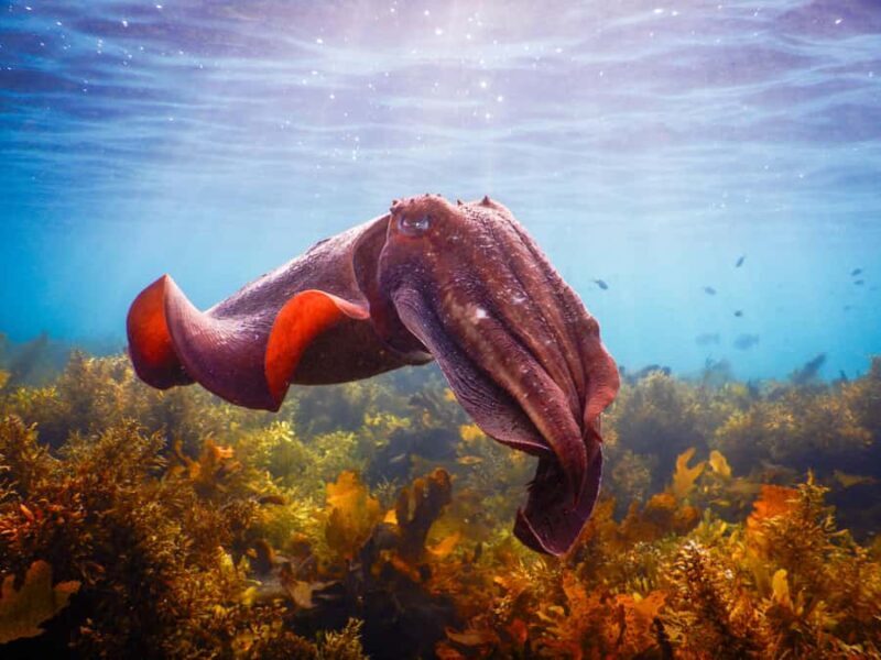 Snorkel Sydneys Stunning Marine Reserve on a Private Tour - Key Points