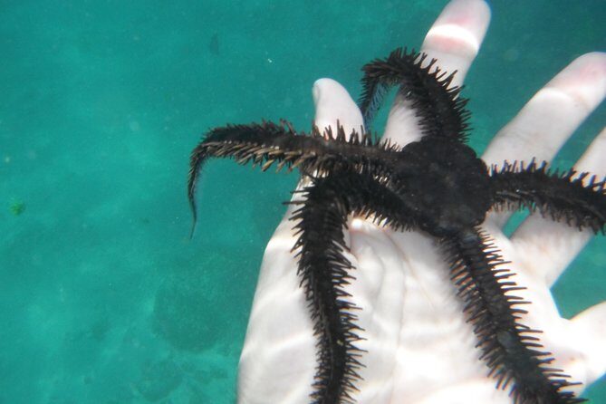 Snorkel Tour in Las Gatas Water Break - Who Will Love This Tour?