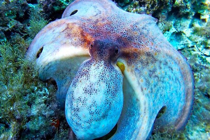 Snorkel Tour in Malta & Gozo in Winter by local guide with photos - Why This Tour is a Great Choice