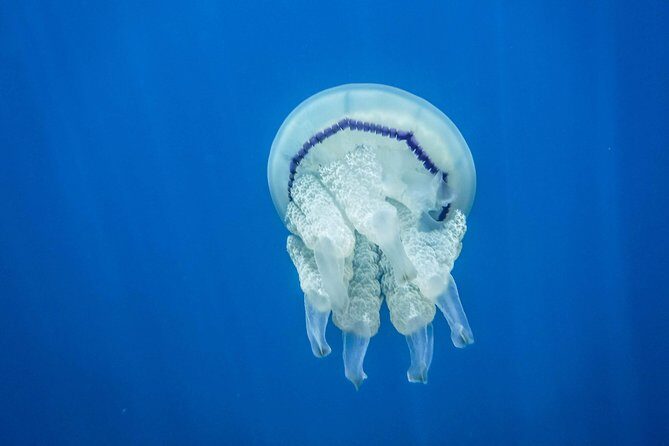 Snorkel Tour in Paraggi Bay - FAQs