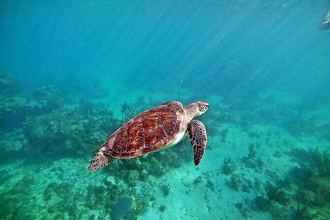 Snorkel Tour! Turtles & Underground Cenote from Playa del Carmen - Key Points