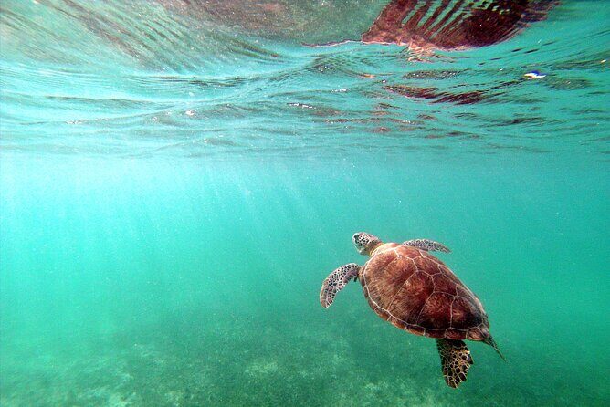 Snorkel Tour! Turtles & Underground Cenote from Playa del Carmen - What’s Included and What to Keep in Mind