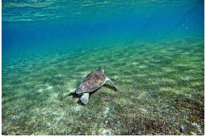 Snorkel Tour! Turtles & Underground Cenote from Playa del Carmen - Duration, Group Size, and Price