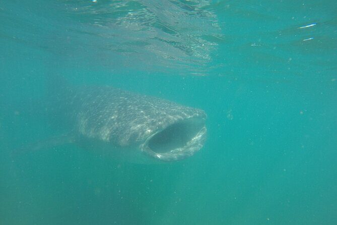 Snorkel Tour with Whale Shark in La Paz - Introduction to the Whale Shark Snorkel Tour