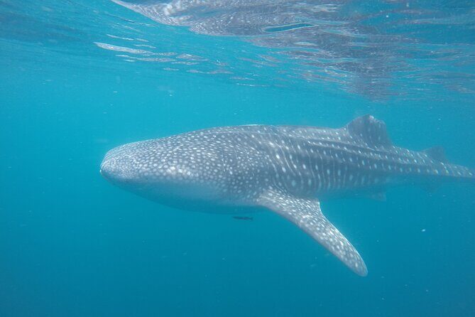 Snorkel Tour with Whale Shark in La Paz - Guides and Crew: Knowledge Is Power