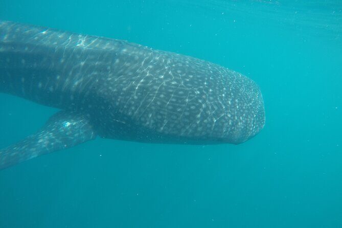 Snorkel Tour with Whale Shark in La Paz - Pricing and Value