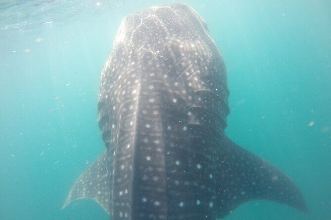 Snorkel Tour with Whale Shark in La Paz - The Review Highlights: Authentic Insights