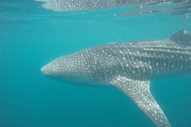 Snorkel Tour with Whale Shark in La Paz - Practical Tips