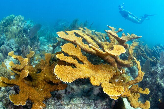 Snorkel Tours to Shallow Coral Reefs at Pennekamp Underwater Park - Final Thoughts