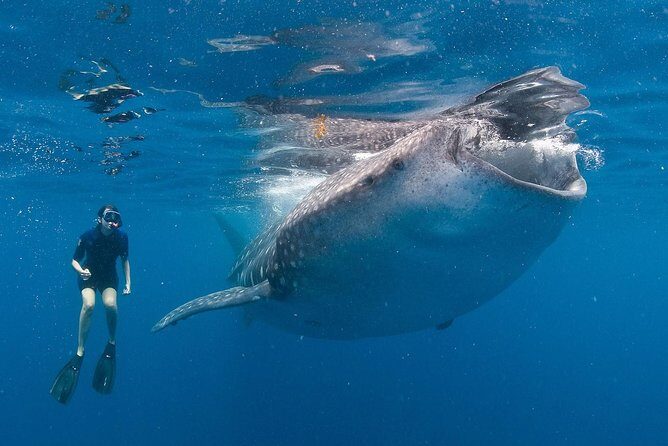 Snorkel with a Whale Shark In Los Cabos - Key Points