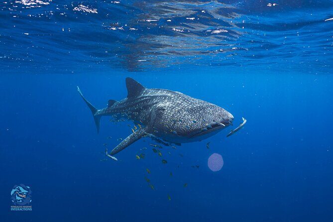 Snorkel with Giants at Ningaloo Reef - Key Points