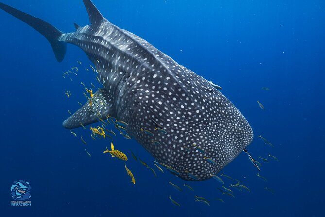 Snorkel with Giants at Ningaloo Reef - The Itinerary in Detail