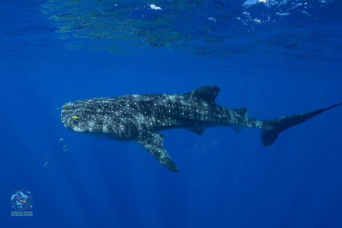Snorkel with Giants at Ningaloo Reef - Who Will Love This Tour?
