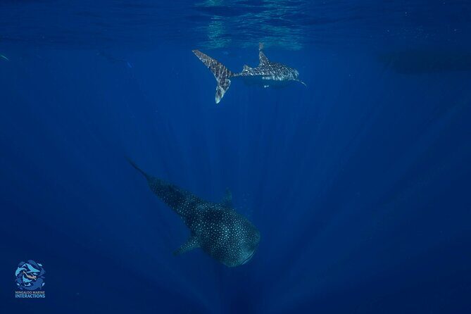 Snorkel with Giants at Ningaloo Reef - FAQs