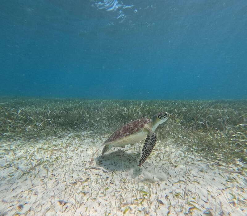 snorkel with tropical fish, reefs, and in search of turtles - Exploring the Snorkeling Experience in Costa Maya