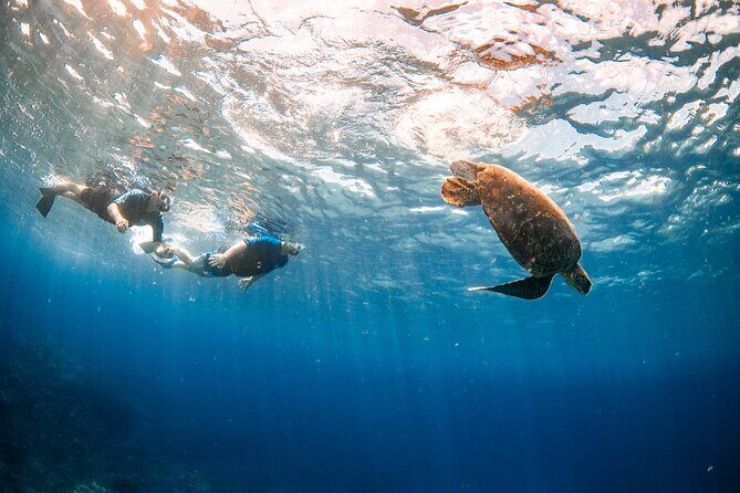Snorkel with Turtles and Free Underwater Photos Lahaina - Key Points  
