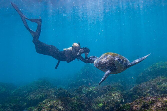 Snorkel with Turtles Gold Coast - Who Will Love This Tour?