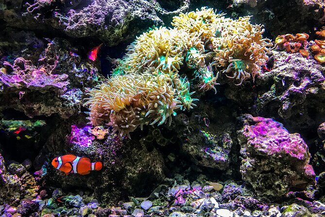 Snorkel with Turtles Gold Coast - Practical Details and Tips