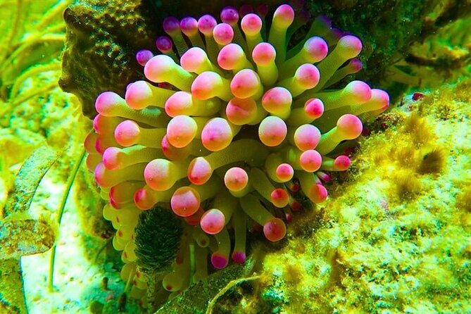 Snorkeling adventure at Puerto Morelos Reef National Park - Why This Tour Offers Good Value