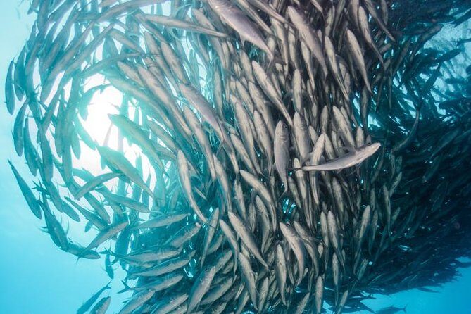 Snorkeling Adventure Cabo Pulmo - An Overview of the Cabo Pulmo Snorkeling Tour