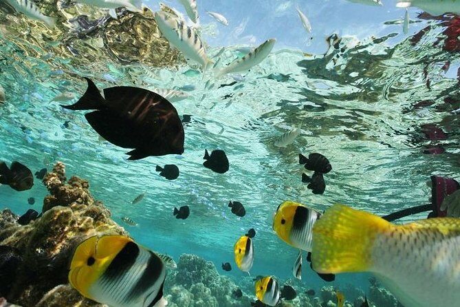 snorkeling adventure - Key Points