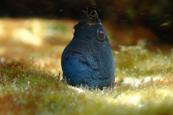 Snorkeling Adventure for Kids with Private Guide In Sydney - Setting the Scene at Clovelly Beach