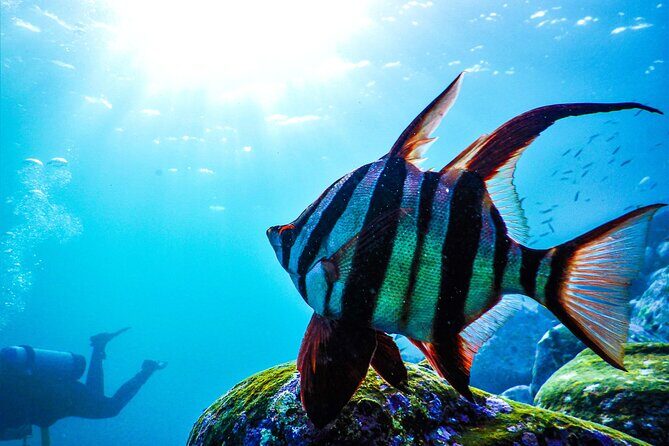 Snorkeling Adventure for Kids with Private Guide In Sydney - Safety and Comfort