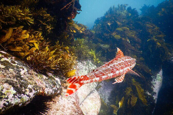 Snorkeling Adventure for Kids with Private Guide In Sydney - Logistics and Practical Details