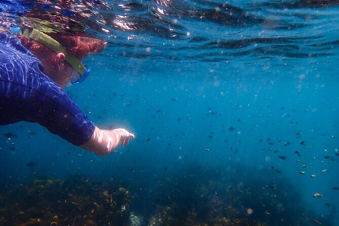 Snorkeling Adventure for Kids with Private Guide In Sydney - The Value for Families