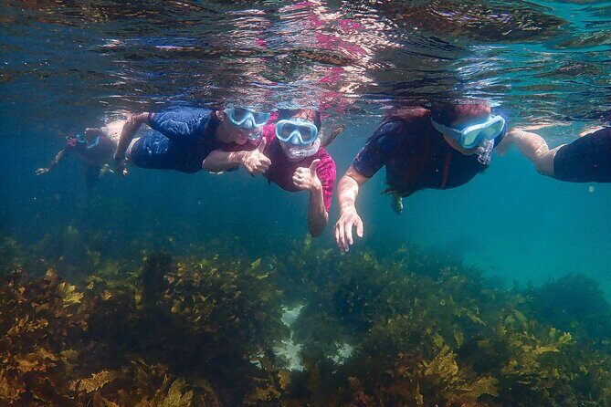 Snorkeling Adventure for Kids with Private Guide In Sydney - Who Should Consider This Tour?