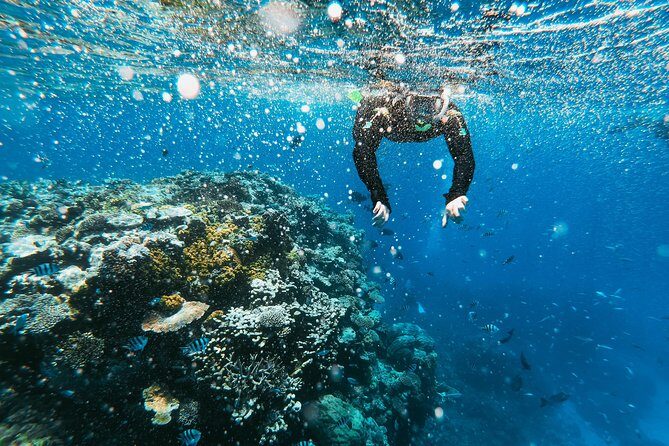 Snorkeling Adventure in La Jolla - An In-Depth Look at the Snorkeling Tour