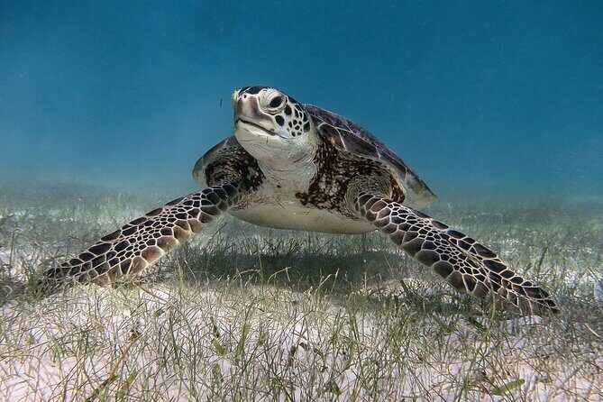 Snorkeling Adventure Swim with Sea Turtles at Akumal - Why You Should Consider This Tour