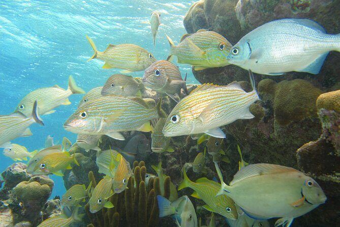 Snorkeling Adventure Swim with Sea Turtles at Akumal - Final Thoughts