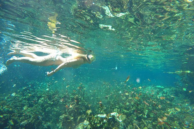 Snorkeling Adventure Tour Reef & Cenote - Authentic Experiences & Tips from Reviewers
