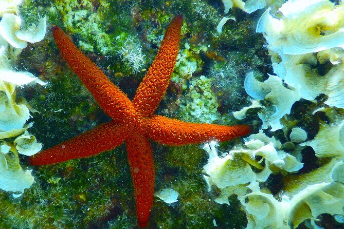 Snorkeling Adventure Trip - The Experience and Guide Interactions