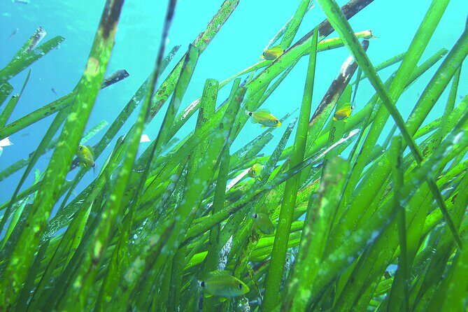 Snorkeling Adventure Trip - Value for Money and Practical Considerations