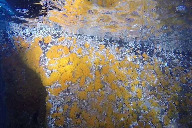 Snorkeling among the Underwater Caves of Ischia Ponte - The Sum Up: Who Should Book This Tour?