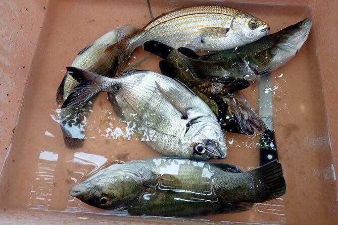 Snorkeling and Diving in the Gulf of Tavolara with Fishing - FAQs