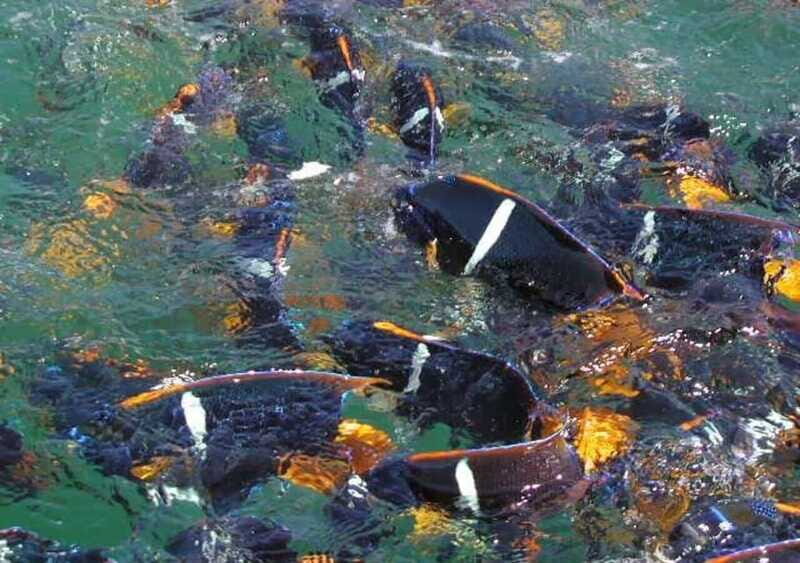 Snorkeling and Yelapa Beach Tour Majahuitas - FAQ