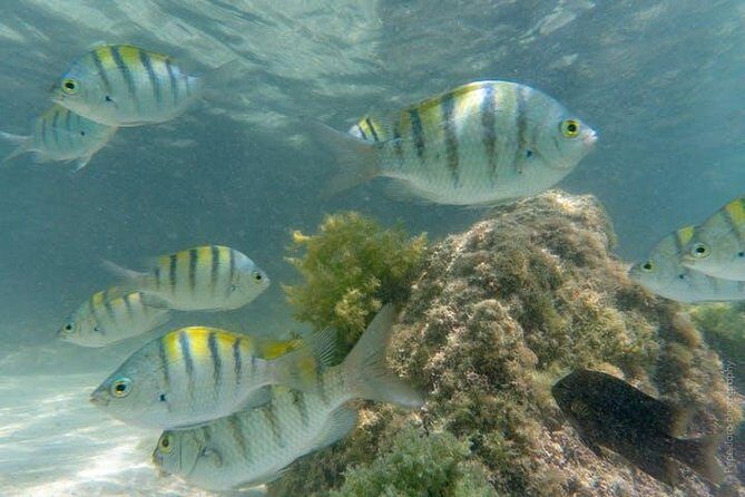 Snorkeling Catamaran Island Cruise - Frequently Asked Questions