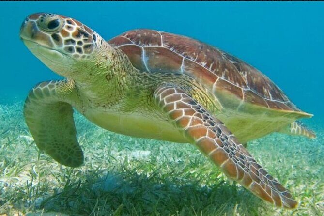 Snorkeling Combo 3 x 1 Lagoon Cenote Reef with Tulum Temples - An In-Depth Look at the Tour Experience