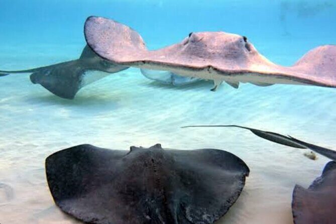 Snorkeling Combo 3 x 1 Lagoon Cenote Reef with Tulum Temples - Authentic Experiences and Hidden Gems