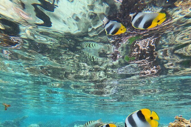 Snorkeling EN Small Group Tour in Tahiti - The Sum Up: Is This Tour Worth It?