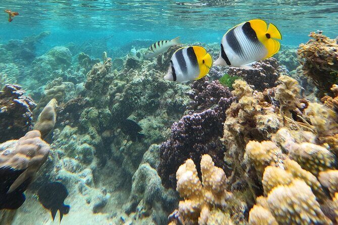 Snorkeling EN Underwater Scooter in Tahiti - Frequently Asked Questions
