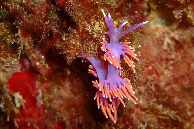 Snorkeling Excursion 1h30 Cap Dramont & Ile d'Or in Saint-Raphaël - Authentic Experiences from Past Travelers
